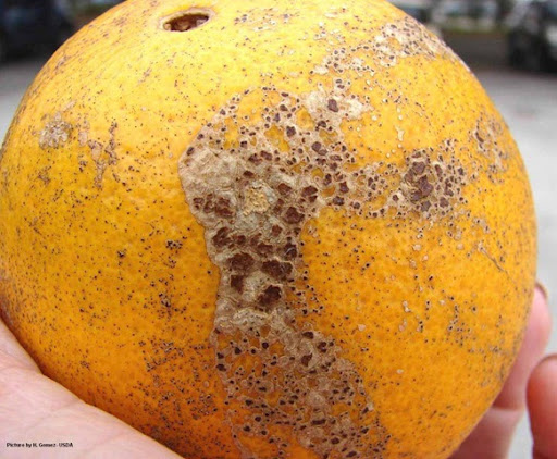 ILMU 212: Penyakit pada Tanaman JERUK